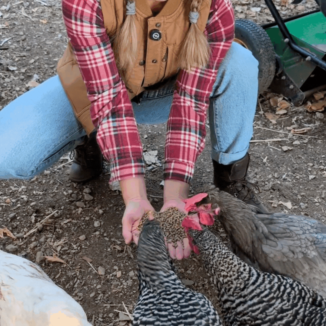 Buff Clucks Free Gift